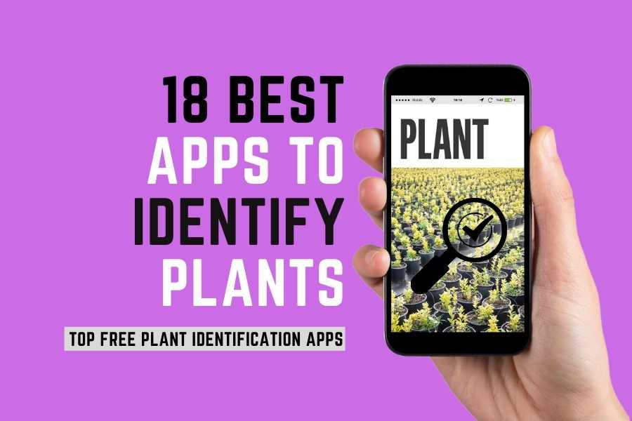 Best Plant Identification Apps For Android IOS Best Picks best-plant-identification-apps-for-android-ios-best-picks
